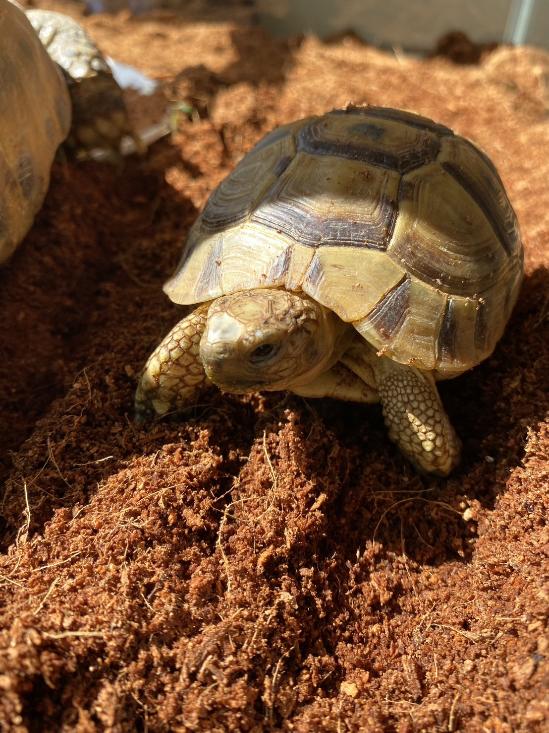 ギリシャリクガメの寿命はどれくらい？長寿な生き物を迎える前に考えたいこと - はちゅライフ