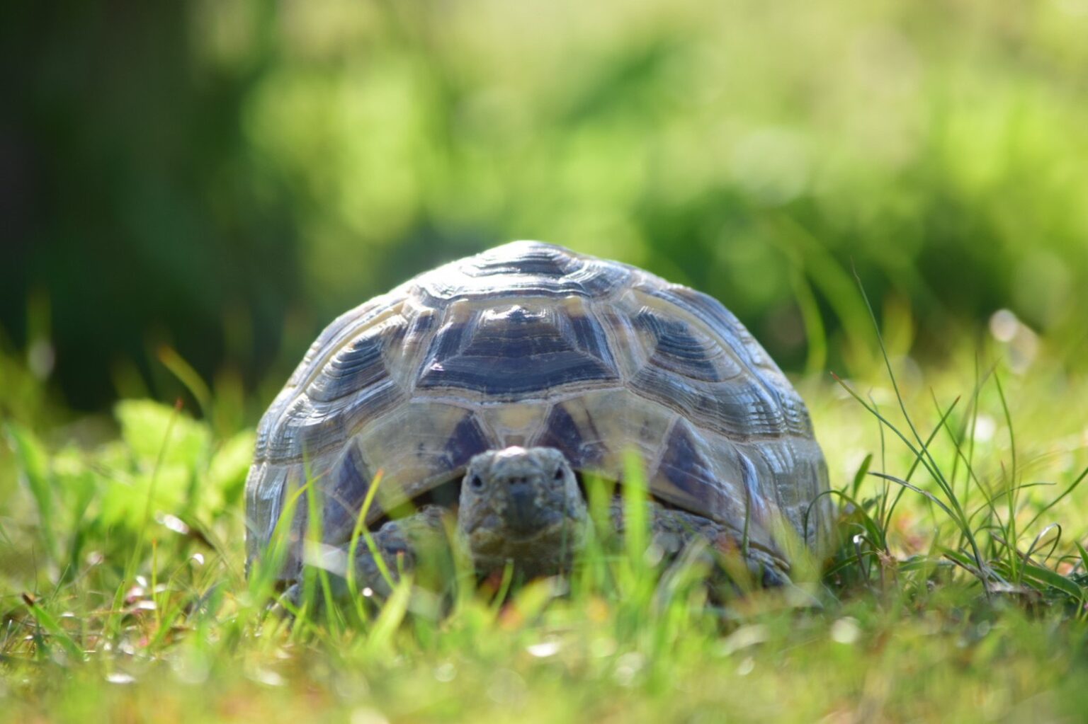 ギリシャリクガメの寿命はどれくらい？長寿な生き物を迎える前に考えたいこと - はちゅライフ