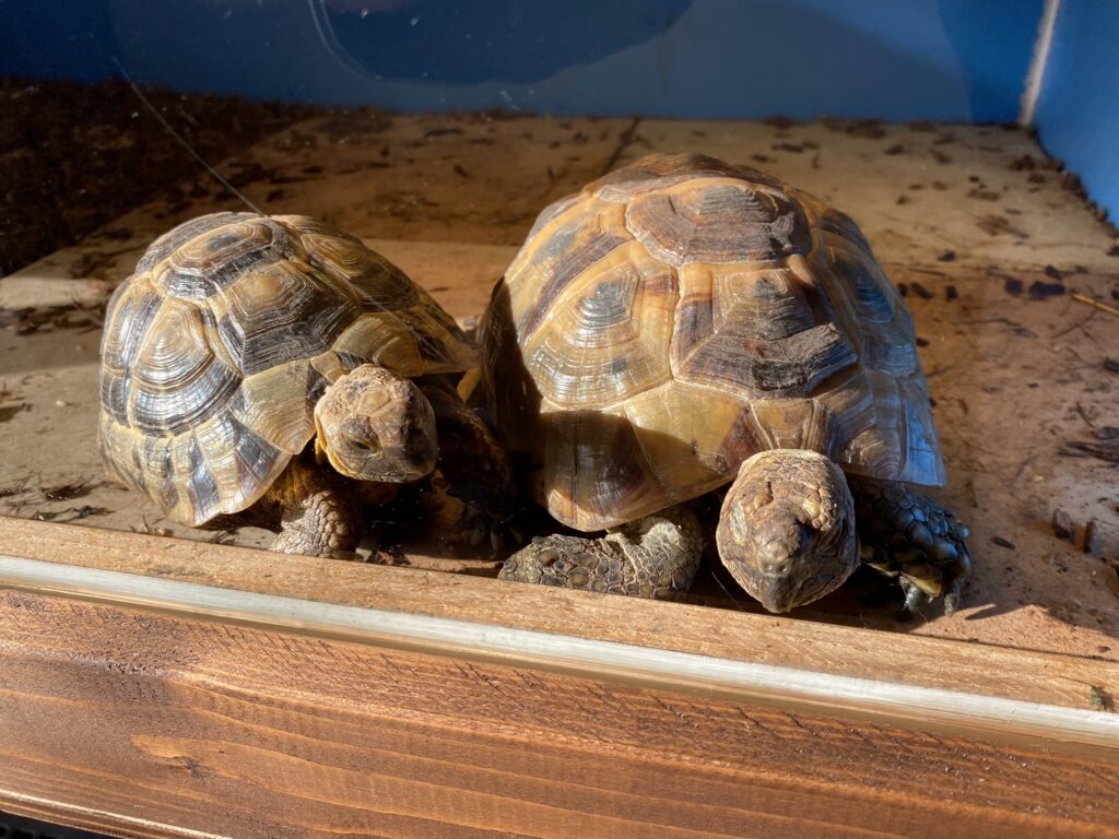 ギリシャリクガメはどれくらい大きくなる？成体サイズと飼育前に知っておきたいこと - はちゅライフ